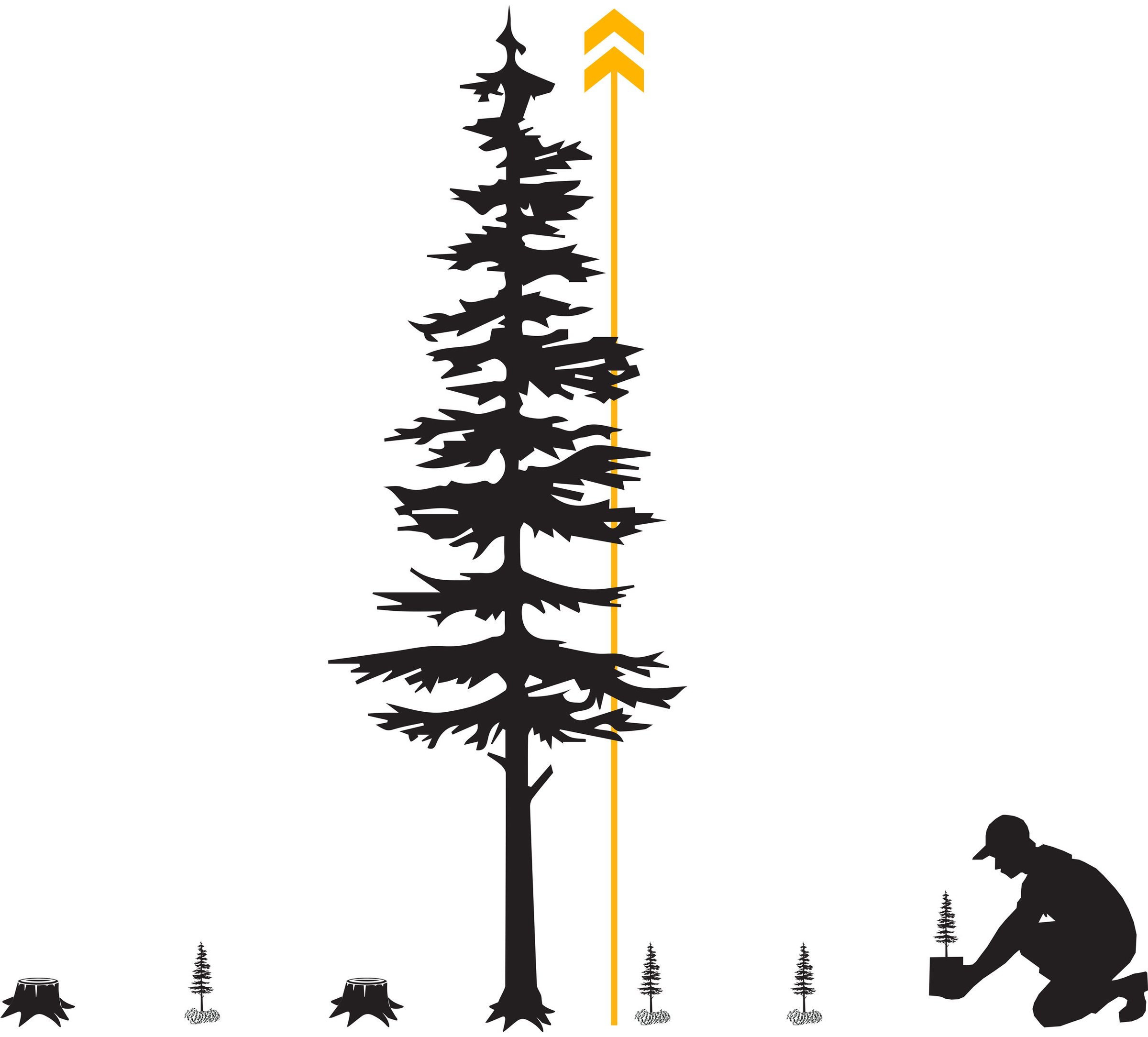 What is mass timber construction & what are the benefits?